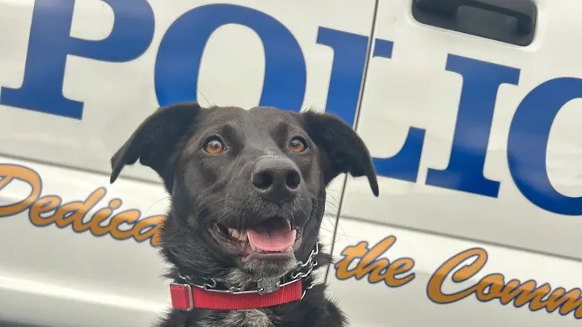 'She will be an asset to the community later, the dog and Jenna ...