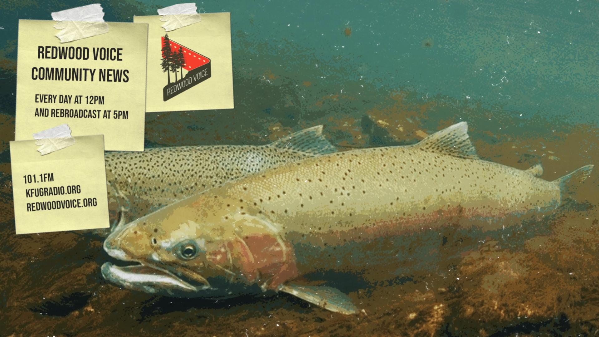 Funding Fish Protection & Restoration - Redwood Voice Community News ...