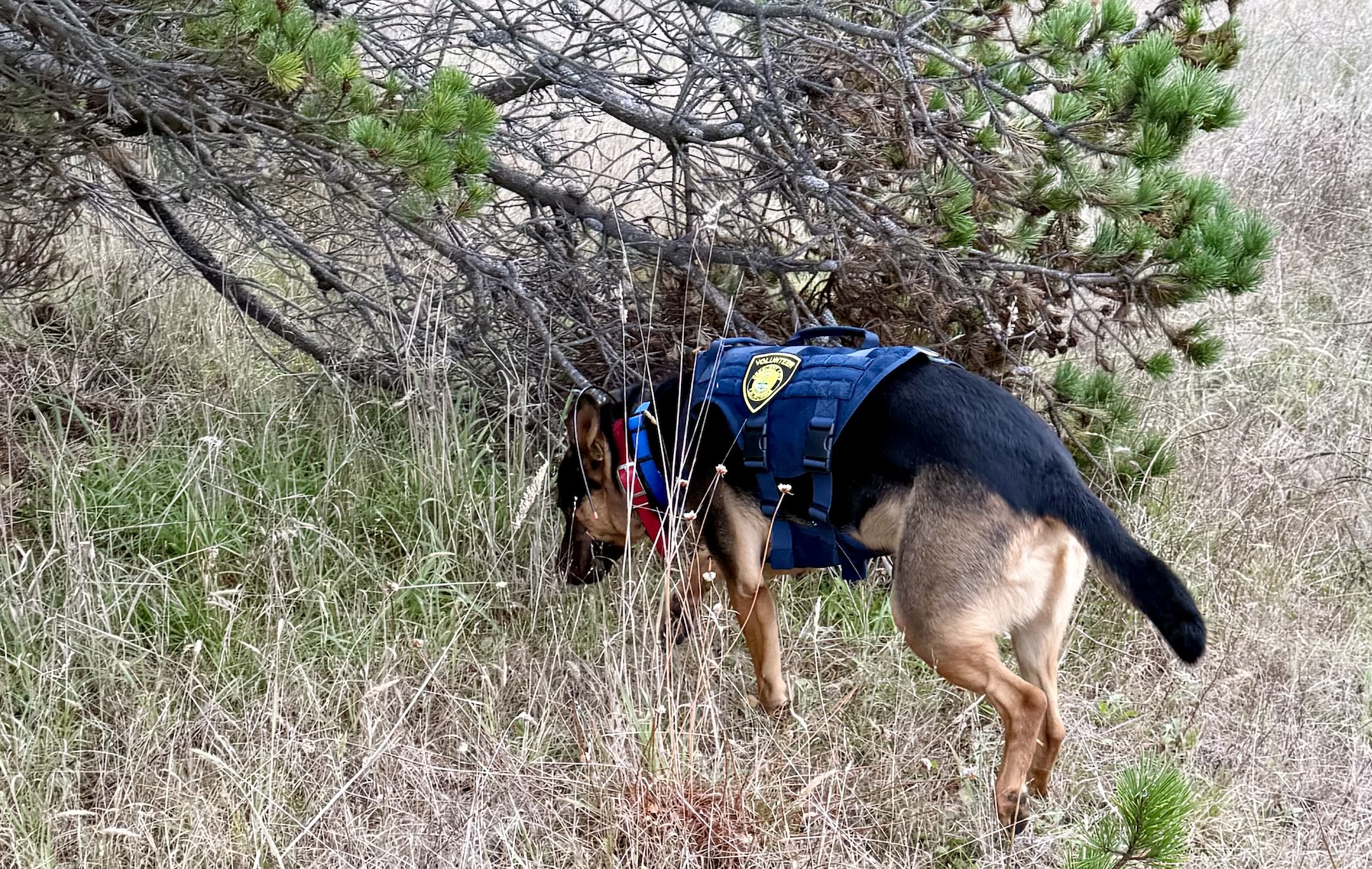 CCPD's Volunteer K9 Team Brings Eclectic Skill Set To Del Norte; Juno's ...